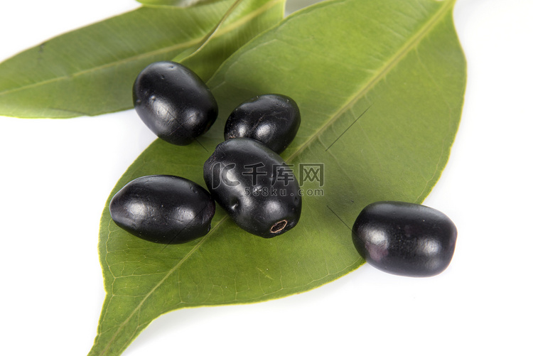 Jambolan 李子或爪哇李子 (Syzygium cumini)高清摄影大图-千库网