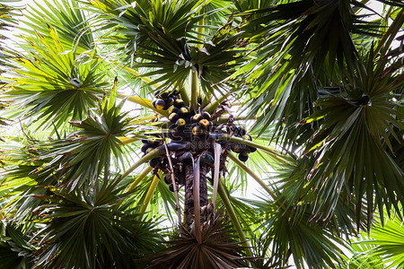 位于泰国南部的农场上的托迪棕榈树高清摄影大图-千库网