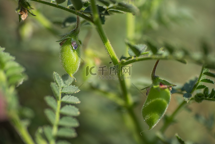 农田里有绿色幼苗的鹰嘴豆豆荚，特写。高清摄影大图-千库网
