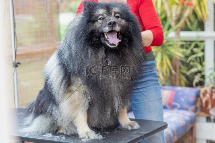 Trimed Wolf Spitz Dog 正在看着相机高清摄影大图-千库网