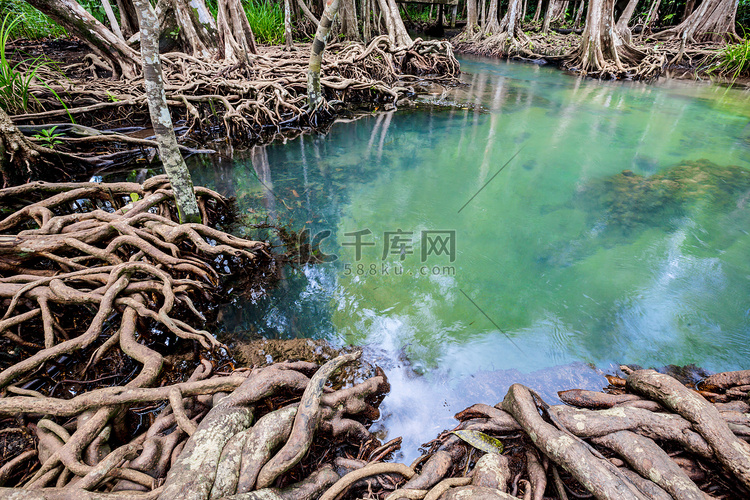 热带树根或 Tha pom 红树林在沼泽森林和流水中，泰国的 Klong Song Nam。高清摄影大图-千库网