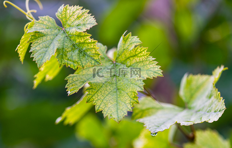 格鲁吉亚 Kakheti 地区的葡萄园高清摄影大图-千库网