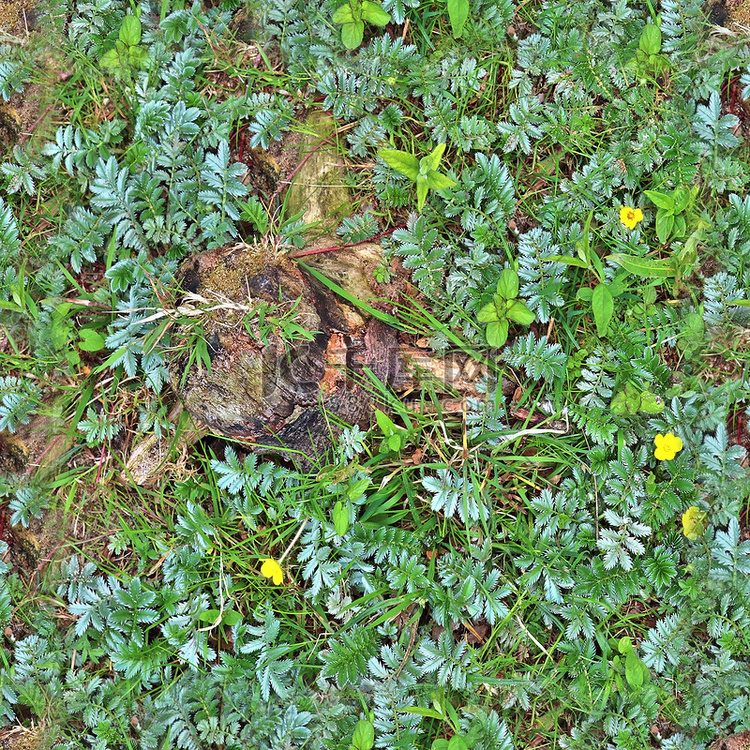 秋天森林地面的高分辨率无缝纹理高清摄影大图-千库网