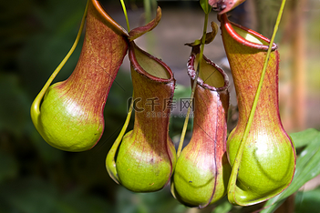 伯克战舰图片-伯克战舰JPG素材-伯克战舰模板图片下载-千库网