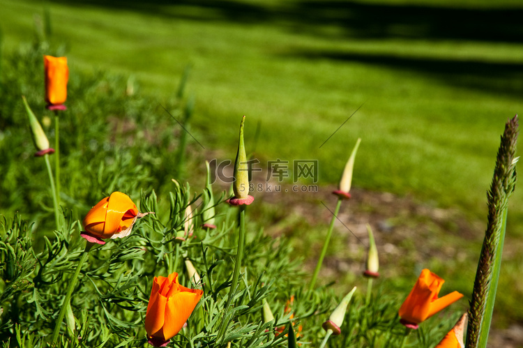花朵高清摄影大图-千库网
