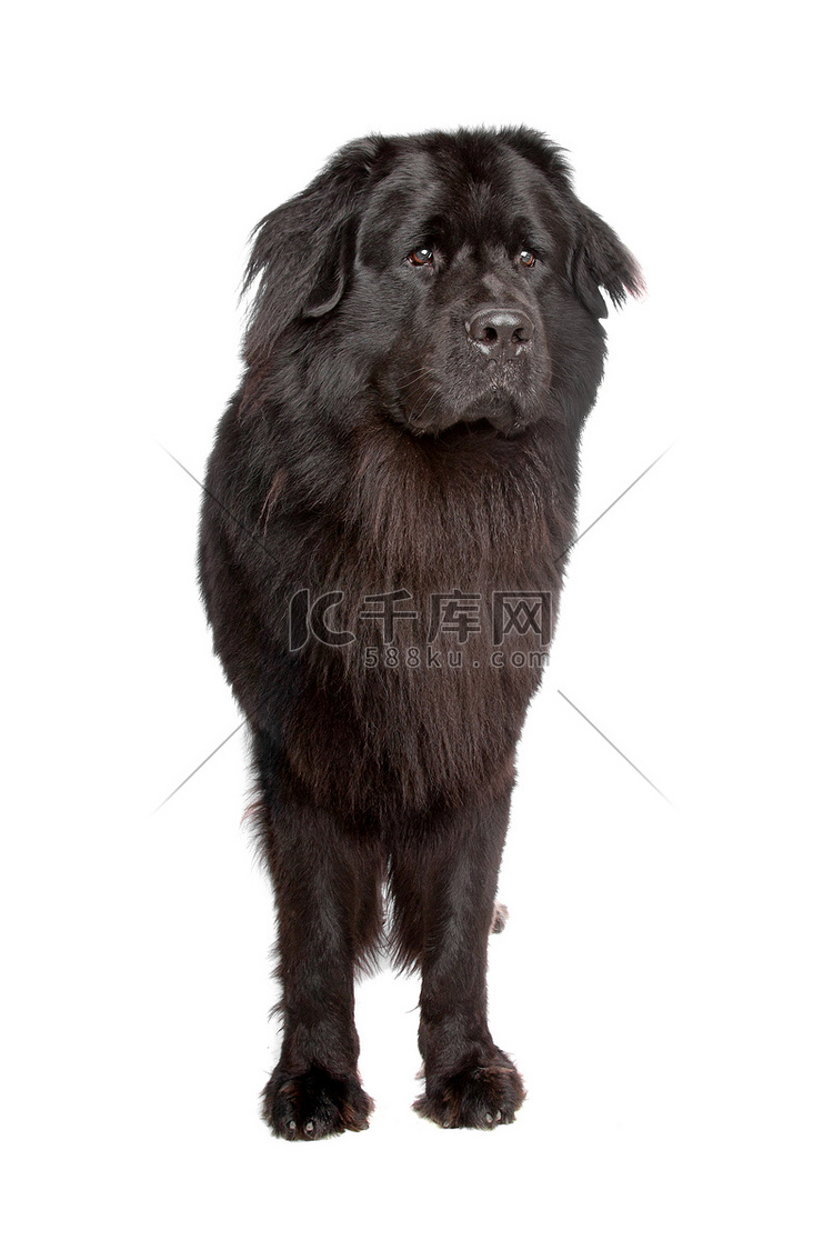 纽芬兰犬高清摄影大图-千库网