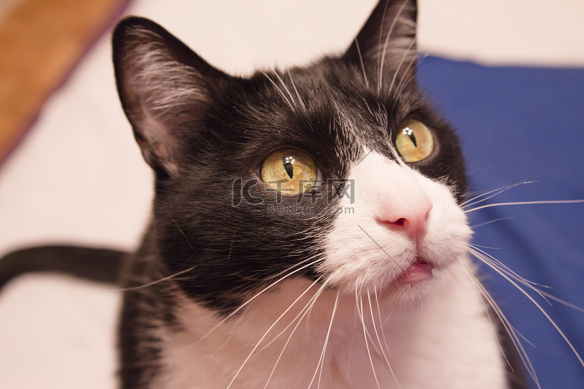 表情机警的黑白猫高清摄影大图-千库网