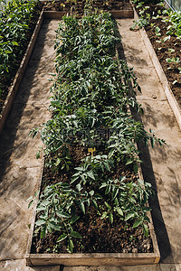 温室番茄发芽，温室番茄苗种植，高清摄影大图-千库网