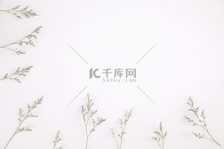 在白色 backg 中分离的卡斯皮亚花小紫花植物高清摄影大图-千库网