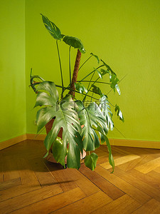 ceriman (Monstera deliciosa) 植物高清摄影大图-千库网