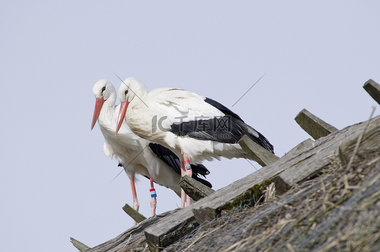 屋顶上的白鹳（Ciconia ciconia）高清摄影大图-千库网