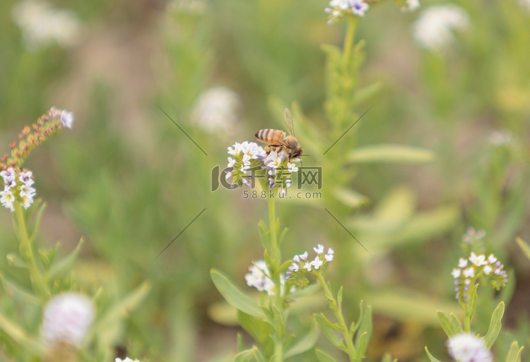 蜜蜂，Apis mellifera，采集花粉高清摄影大图-千库网