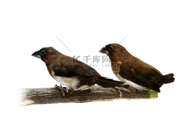 白腰文鸟，Lonchura striata高清摄影大图-千库网