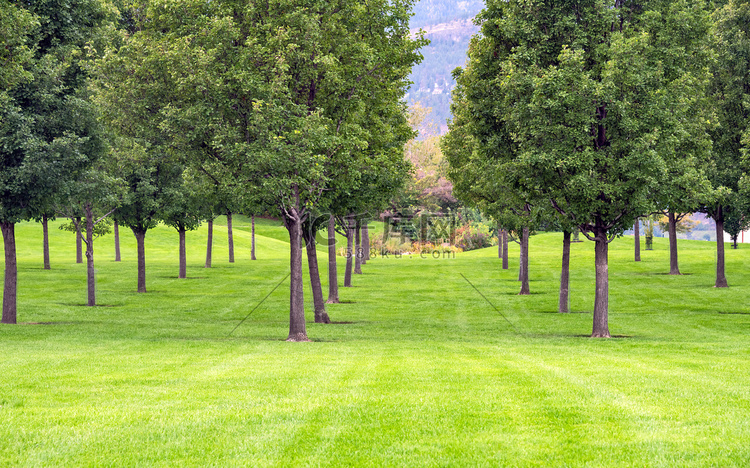 公园绿色草坪上一排排种植的树木高清摄影大图-千库网