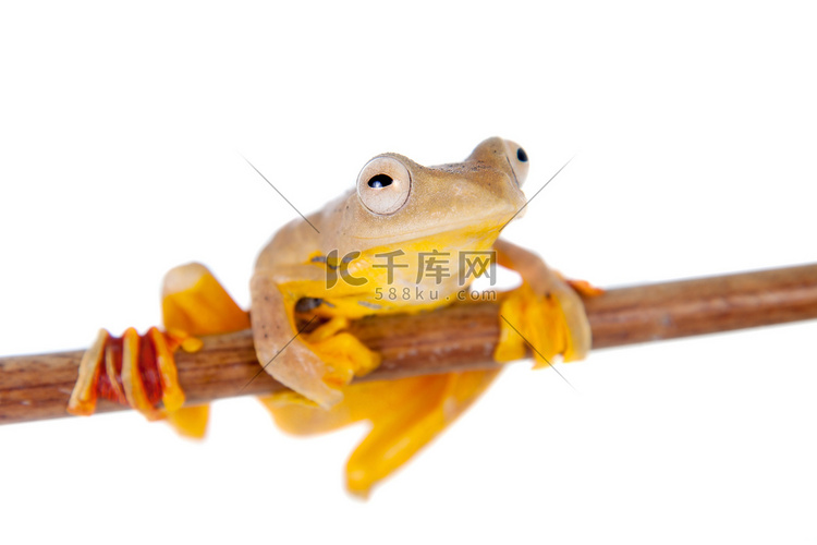 两点飞树蛙，Rhacophorus rhodopus，白色高清摄影大图-千库网