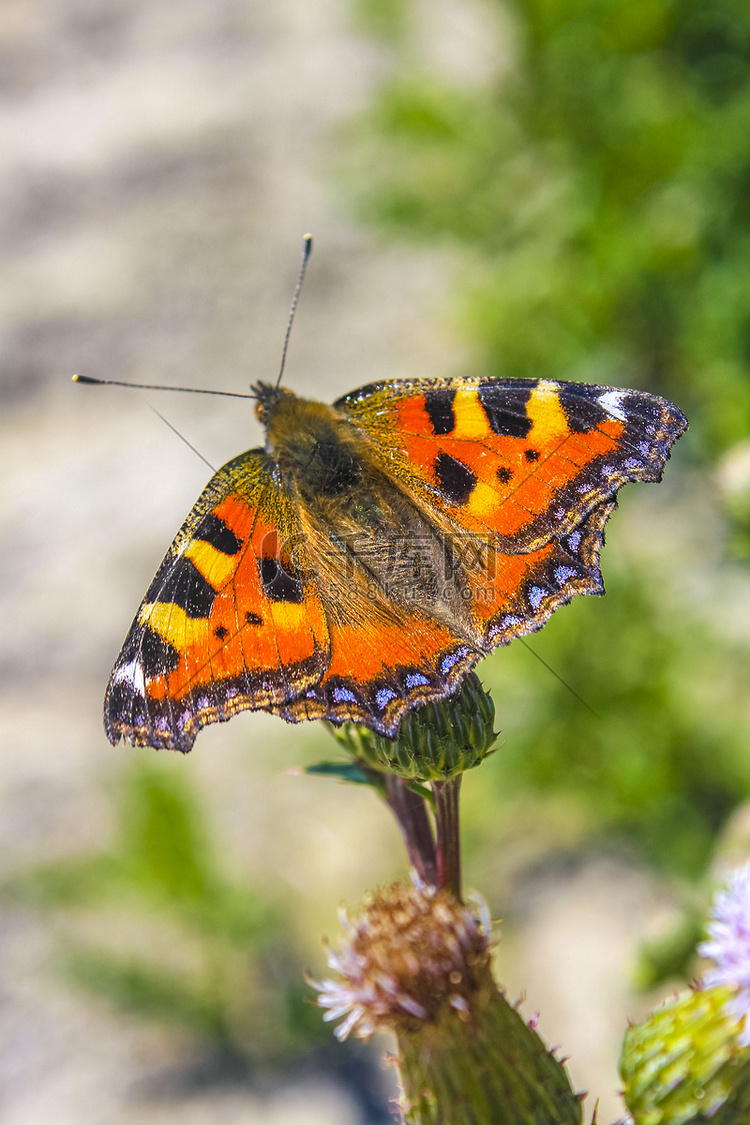 橙色蝴蝶小狐狸龟甲 Aglais urticae 在黄色的花朵上。高清摄影大图-千库网