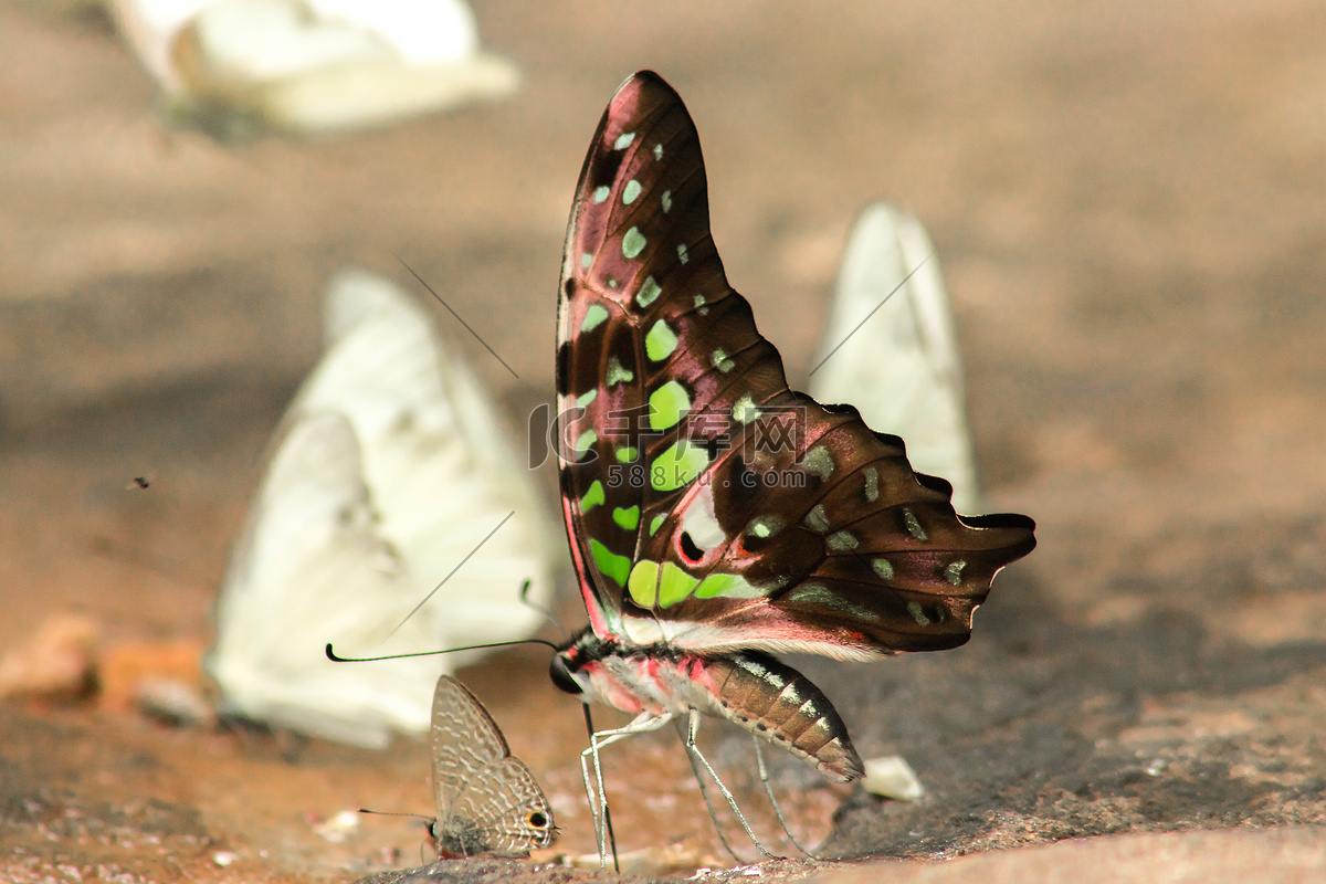 Graphium arycles Boisduval，石地板上的斑点杰伊高清摄影大图-千库网