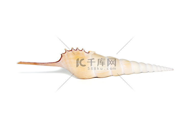 白色背景上的胫骨 Fusus 贝壳（主轴胫骨或胫骨胫骨腹足动物）的图像。高清摄影大图-千库网