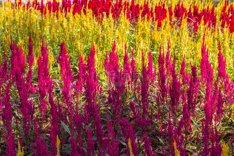 美丽的 Celosia argentea 或 Cockscomb 在该领域。高清摄影大图-千库网