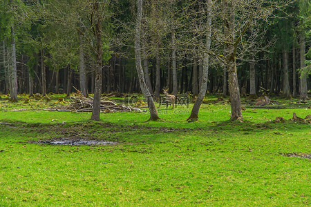 夏天森林里的鹿。高清摄影大图-千库网