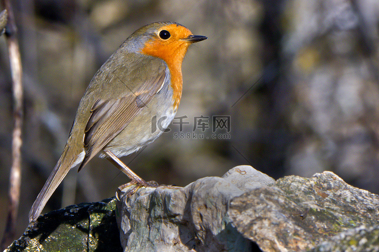 欧洲知更鸟，Erithacus rubecula，西班牙瓜达拉马山脉国家公园高清摄影大图-千库网