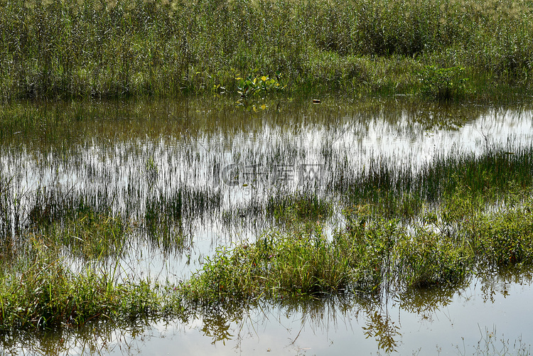 位于马来西亚普特拉贾亚湿地的沼泽高清摄影大图-千库网