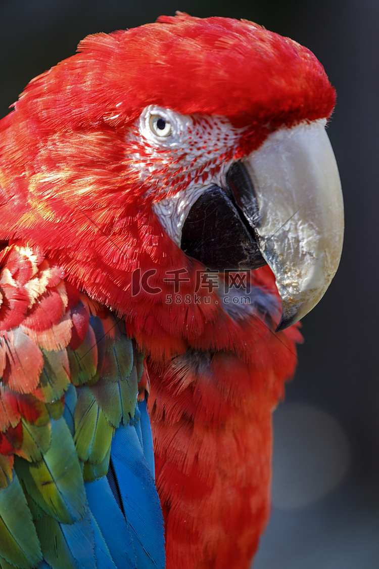巴西潘塔纳尔湿地的红猩红金刚鹦鹉高清摄影大图-千库网