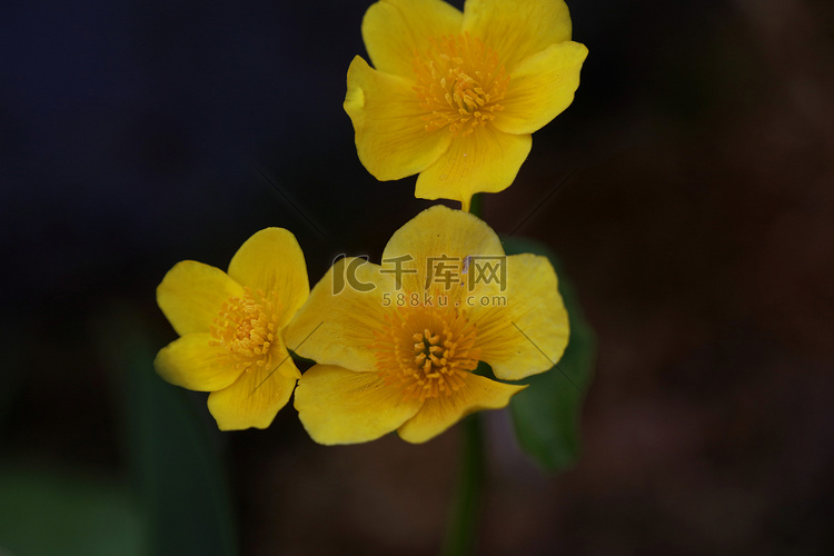黄花特写背景Caltha palustris家族毛茛科开花植物现代高品质大尺寸印刷高清摄影大图-千库网