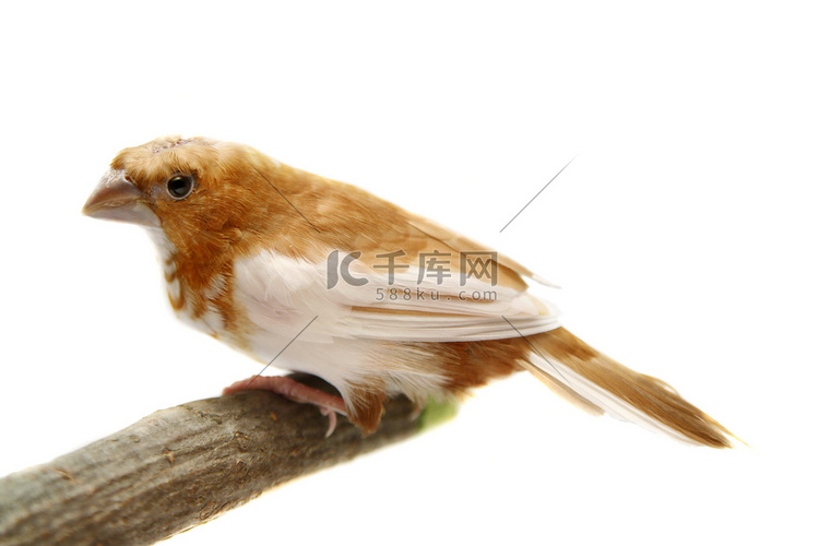 白腰文鸟，Lonchura striata高清摄影大图-千库网