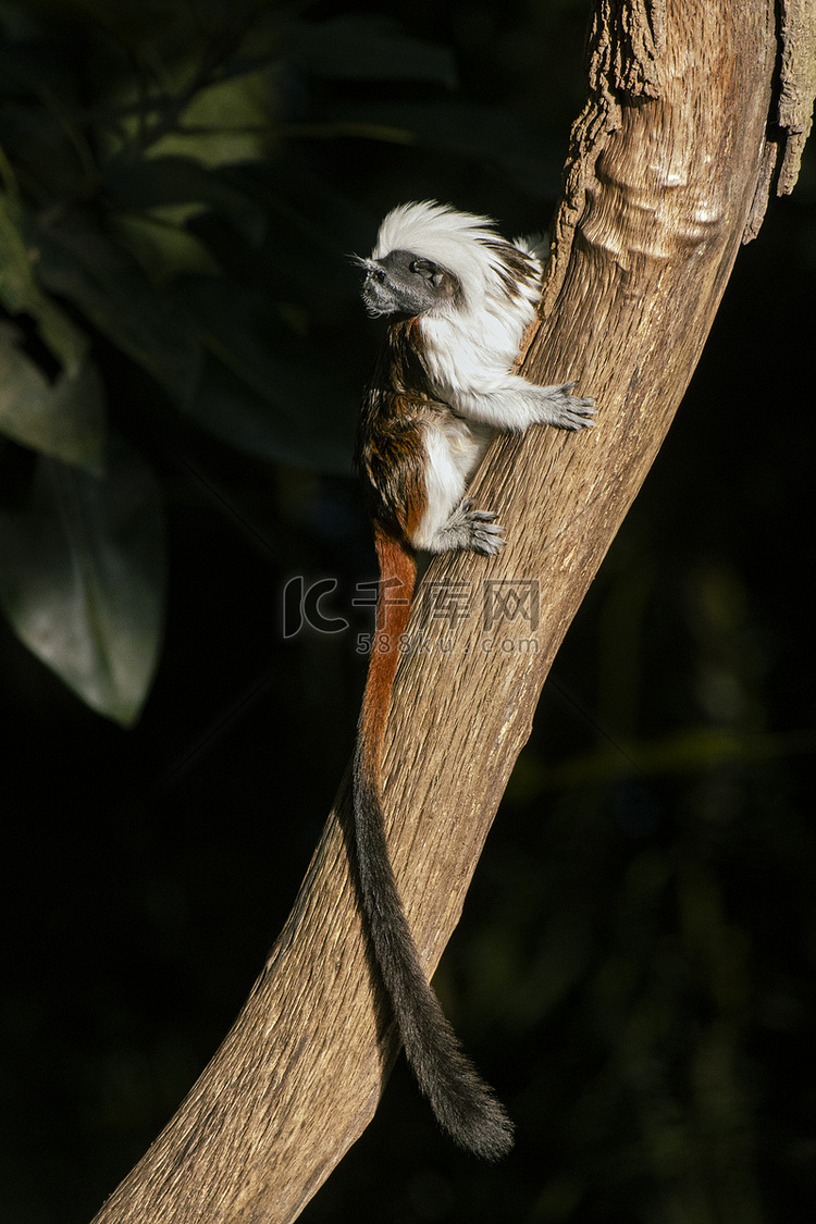 树上蓬松的棉顶狨猴的肖像，长着黑色的尾巴高清摄影大图-千库网