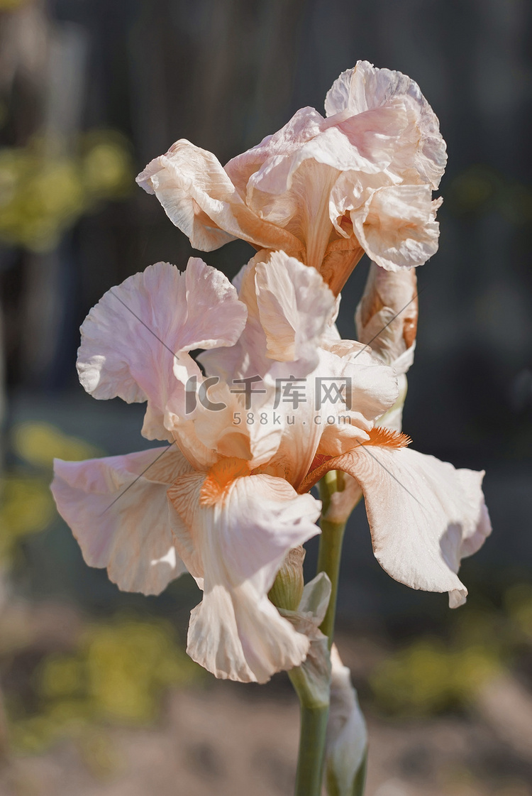 粉红鸢尾 (lat. Íris) 花坛花卉，多年生，春季流动高清摄影大图-千库网