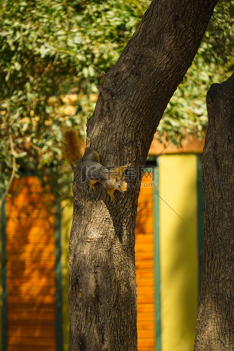 大自然中树上的松鼠近景高清摄影大图-千库网