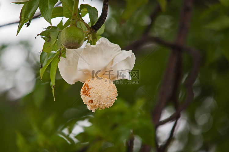 猴面包树 (Adansonia digitalata) 花 15134高清摄影大图-千库网