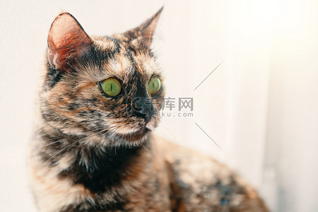 好奇的猫惊恐地移开视线。高清摄影大图-千库网