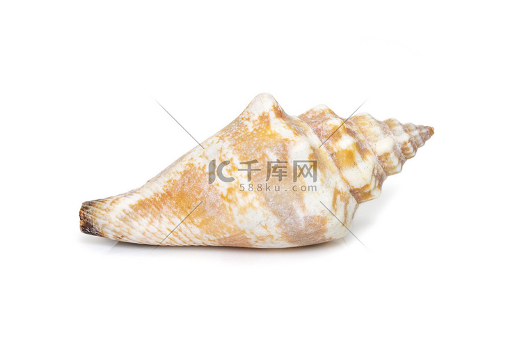 Canarium urceus 的图像是海蜗牛的一种，是 Strombidae 科的海洋腹足类软体动物，是在白色背景上分离的真正的海螺。高清 ...