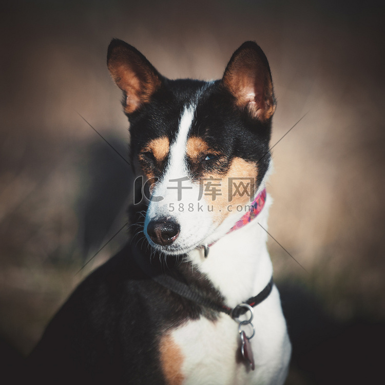 秋天公园里的三只 Basenji 狗高清摄影大图-千库网