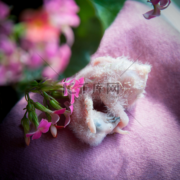 Timneh 非洲灰鹦鹉上白色孤立高清摄影大图-千库网