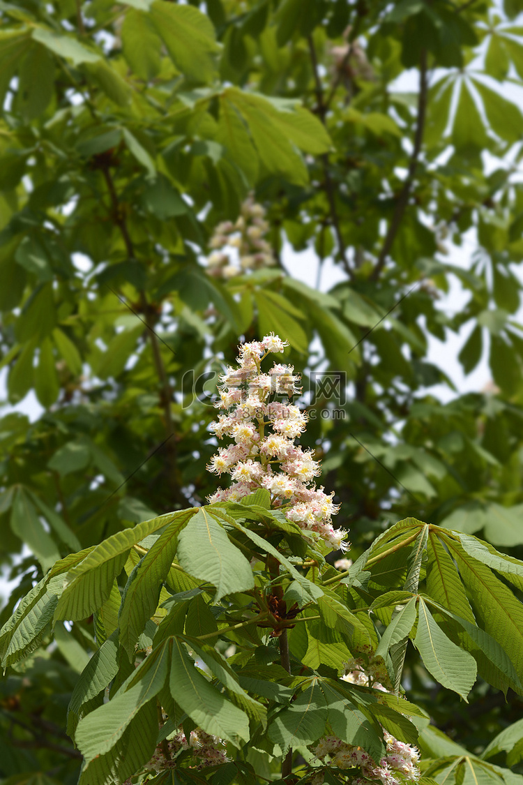 常见的七叶树高清摄影大图-千库网