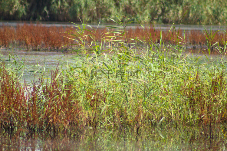 湖上普通芦苇的特写，有选择地关注前景高清摄影大图-千库网