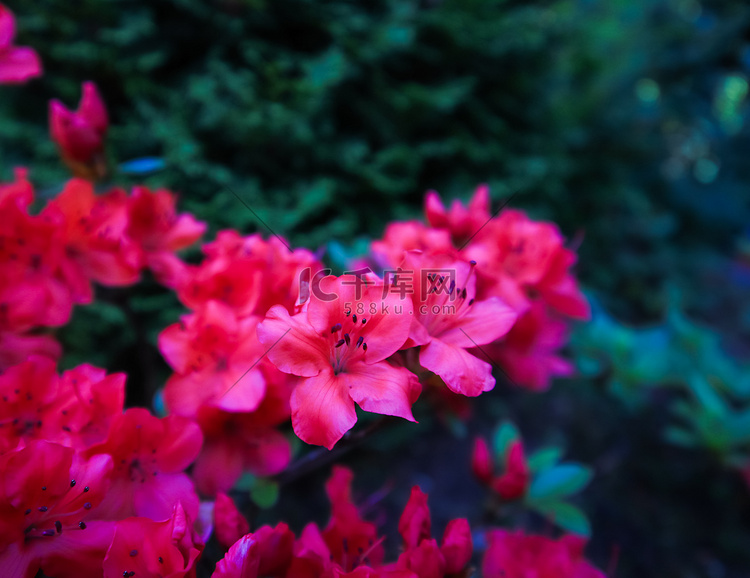 春天花园里盛开的红色杜鹃花。高清摄影大图-千库网