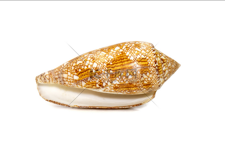 巴通加努斯圆锥花螺 (Conus omaria patonganus) 是海螺的一种，是圆锥螺科、圆锥蜗牛及其盟友中的一种海洋腹足类软体动物 ...