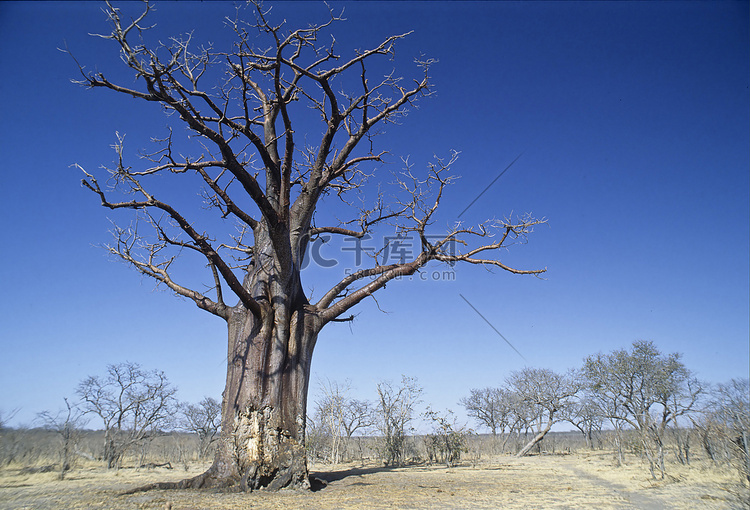 猴面包树，津巴布韦，非洲高清摄影大图-千库网