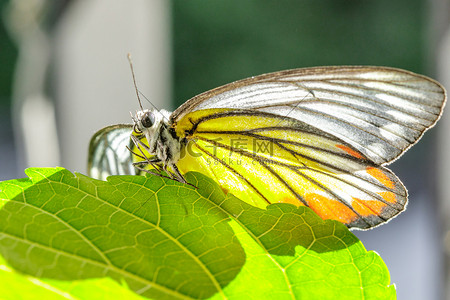 橙色海鸥，Cepora iudith malaya Fruhstorfer 通常沿着小灌木展开它的翅膀。高清摄影大图-千库网