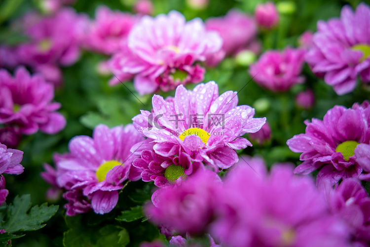 七彩花朵的背景图像高清摄影大图-千库网