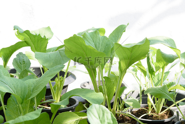 家庭种植大白菜-PAI TSAI 或 Brassica chinensis Jusl v高清摄影大图-千库网