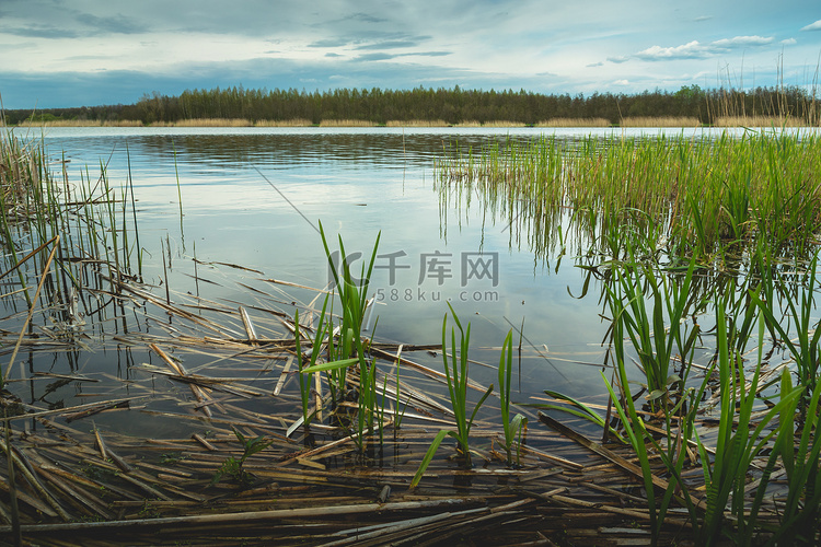 湖岸边的芦苇，春天的景色高清摄影大图-千库网