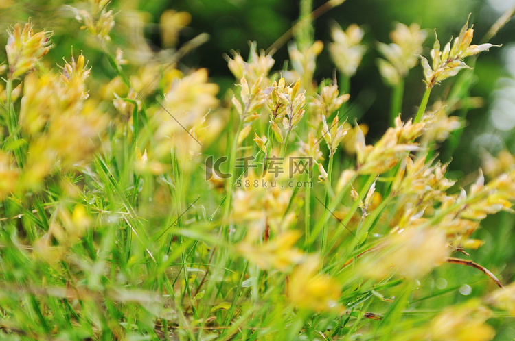 raint 的草和花背景高清摄影大图-千库网