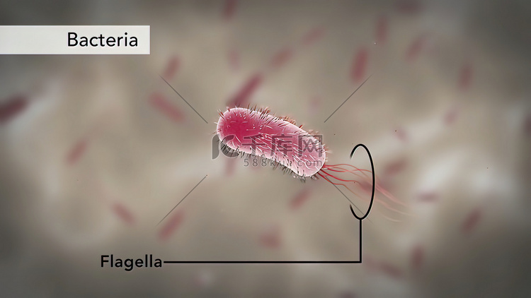 显微镜下的细菌高清摄影大图-千库网