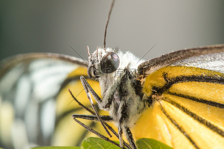 橙色海鸥，Cepora iudith malaya Fruhstorfer 通常沿着小灌木展开它的翅膀。高清摄影大图-千库网