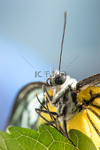 橙色海鸥，Cepora iudith malaya Fruhstorfer 通常沿着小灌木展开它的翅膀。高清摄影大图-千库网